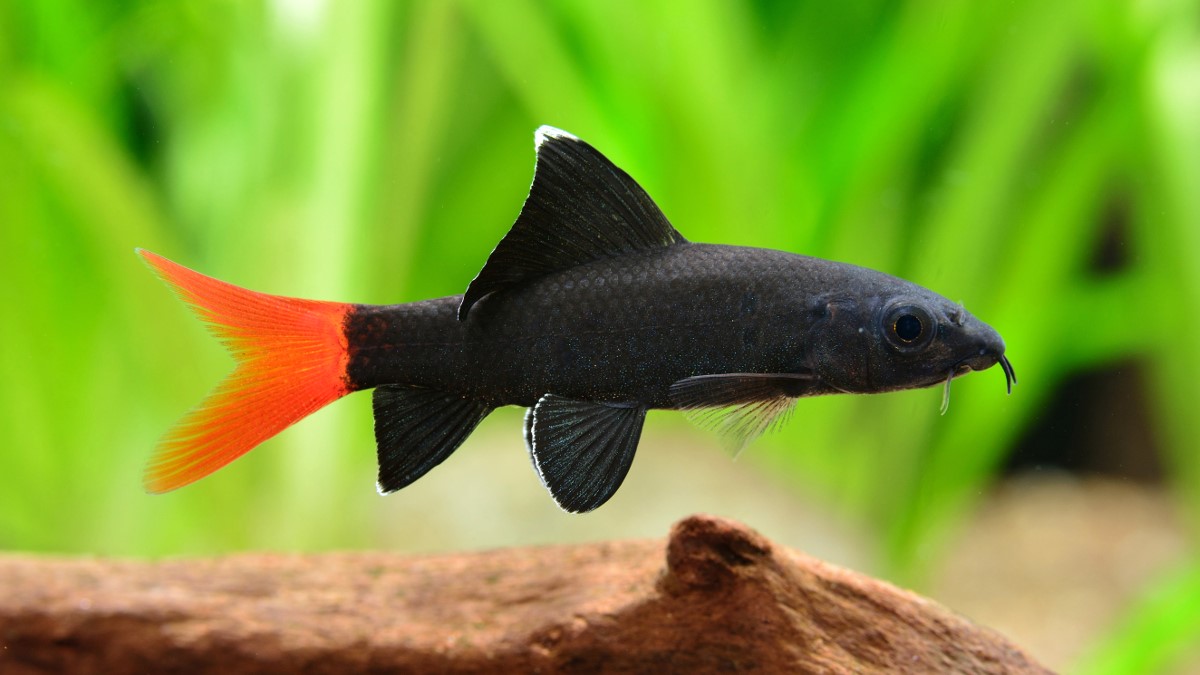 Red-Tailed Black Shark: Habitat, Care, Aquarium Maintenance