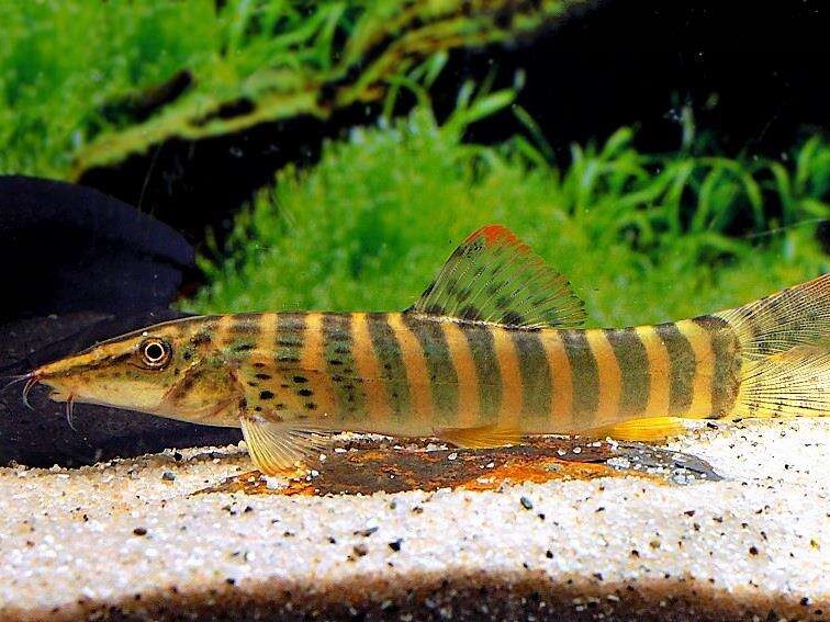 Redfin Tiger Loach: Habitat, Care, Aquarium Maintenance