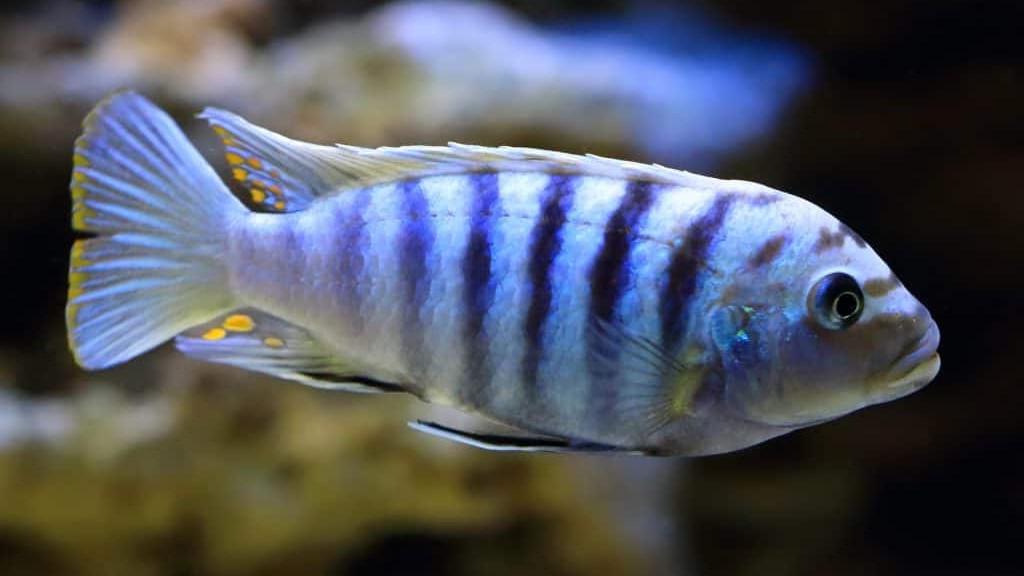 Saulosi: Habitat, Care, Aquarium Maintenance