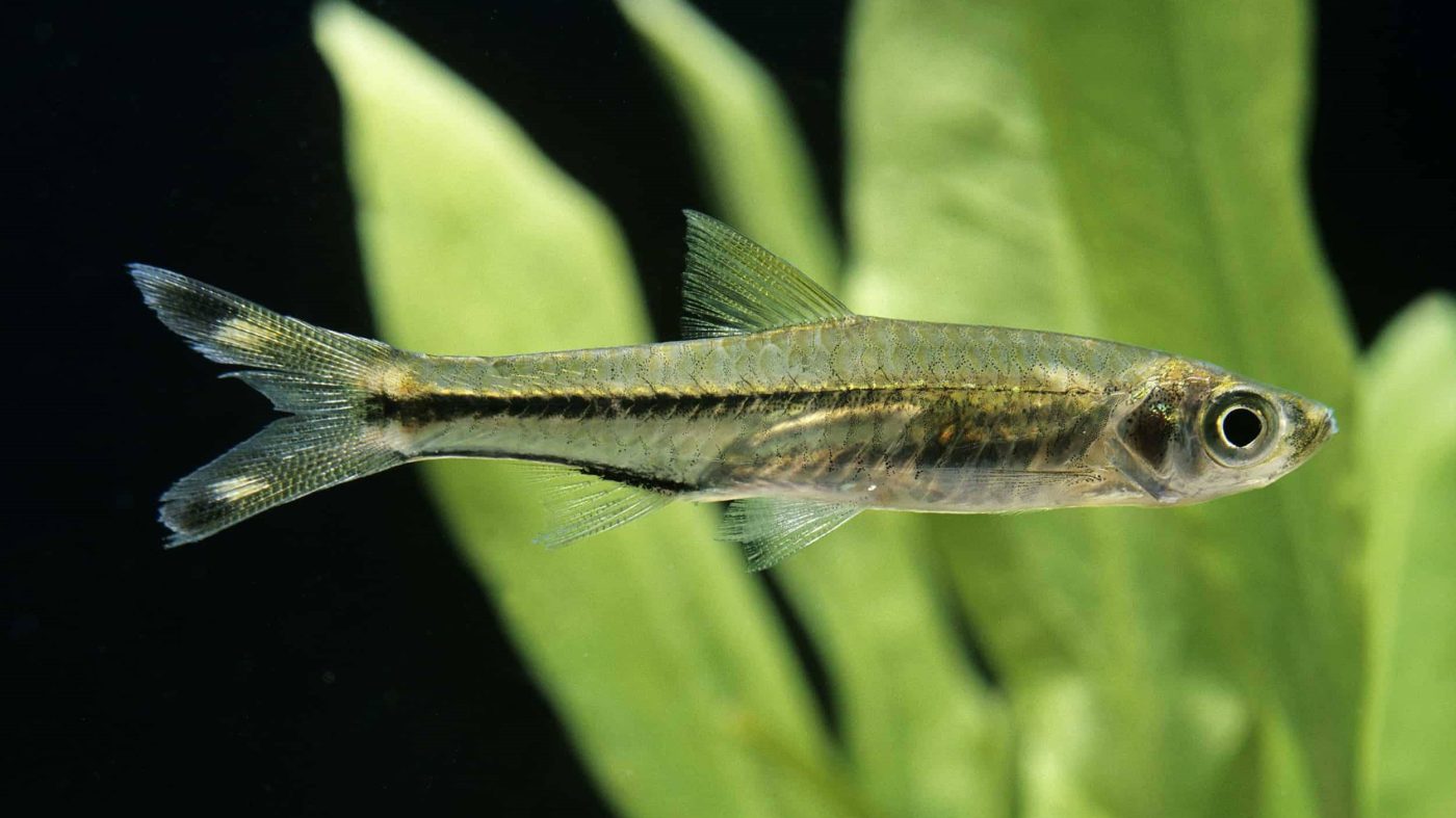 Scissortail Rasbora: Habitat, Care, Aquarium Maintenance