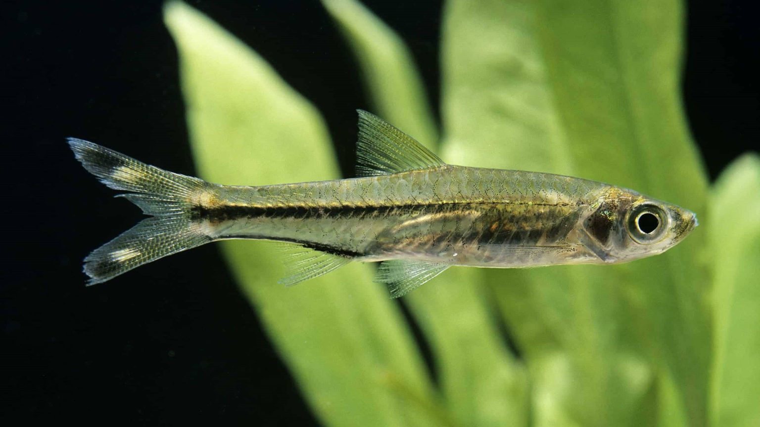 Scissortail Rasbora: Habitat, Care, Aquarium Maintenance