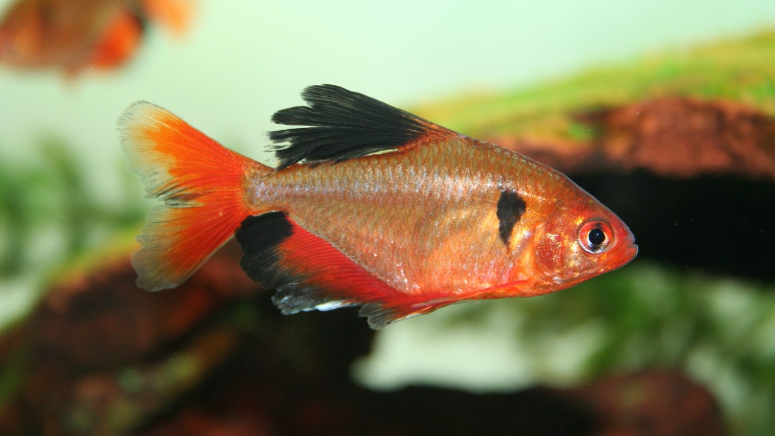 Serpae Tetra: Habitat, Care, Aquarium Maintenance