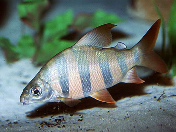 Six-Banded Distichodus: Habitat, Care, Aquarium Maintenance