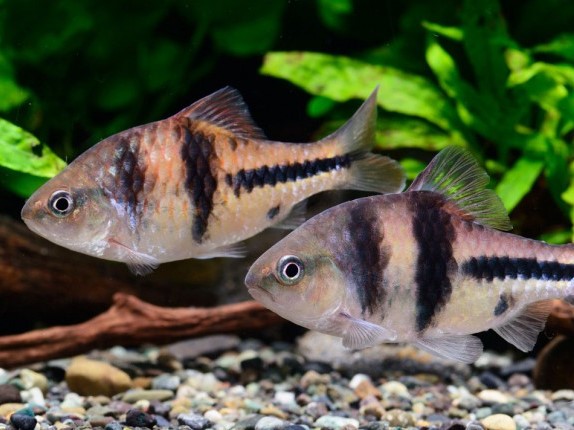 Spanner Barb (T-Barb): Habitat, Care, Aquarium Maintenance