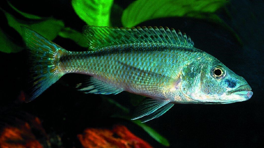 Spilo: Habitat, Care, Aquarium Maintenance