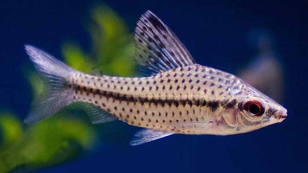 Spotted Headstander: Habitat, Care, Aquarium Maintenance