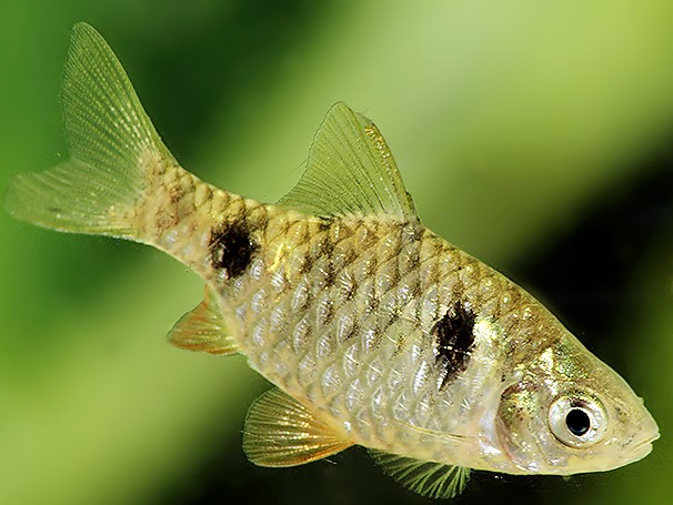 Spottedsail Barb: Habitat, Care, Aquarium Maintenance