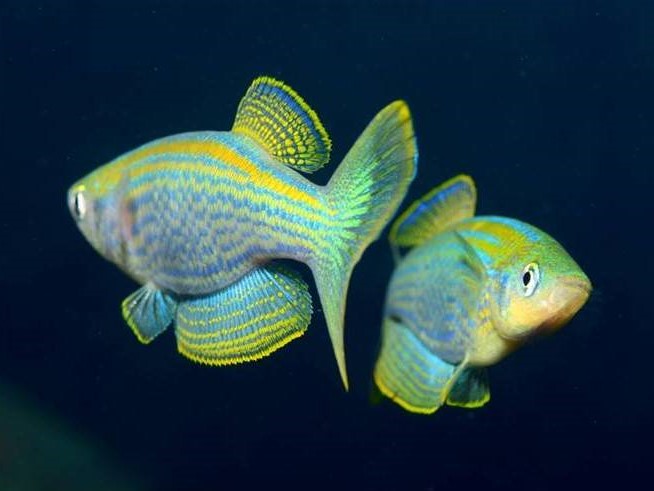 Tanganyika Killifish: Habitat, Care, Aquarium Maintenance