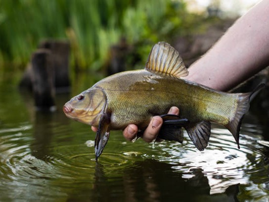 Tench: Habitat, Care, Aquarium Maintenance