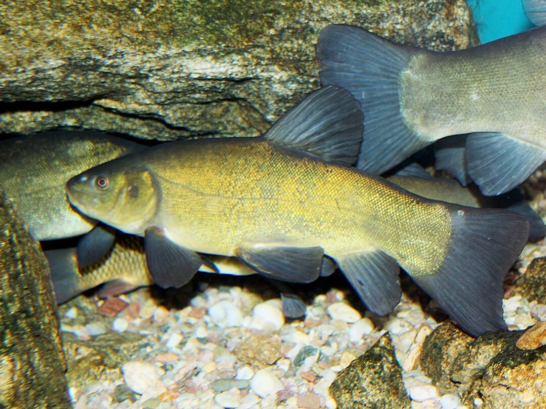 Tench: Habitat, Care, Aquarium Maintenance