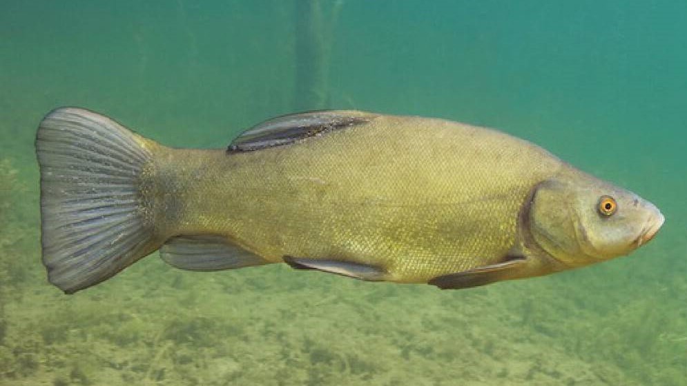 Tench: Habitat, Care, Aquarium Maintenance