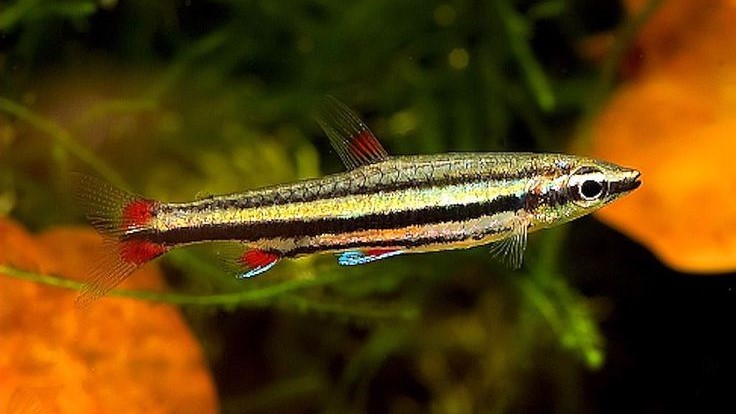 Three-Lined Pencilfish: Habitat, Care, Aquarium Maintenance