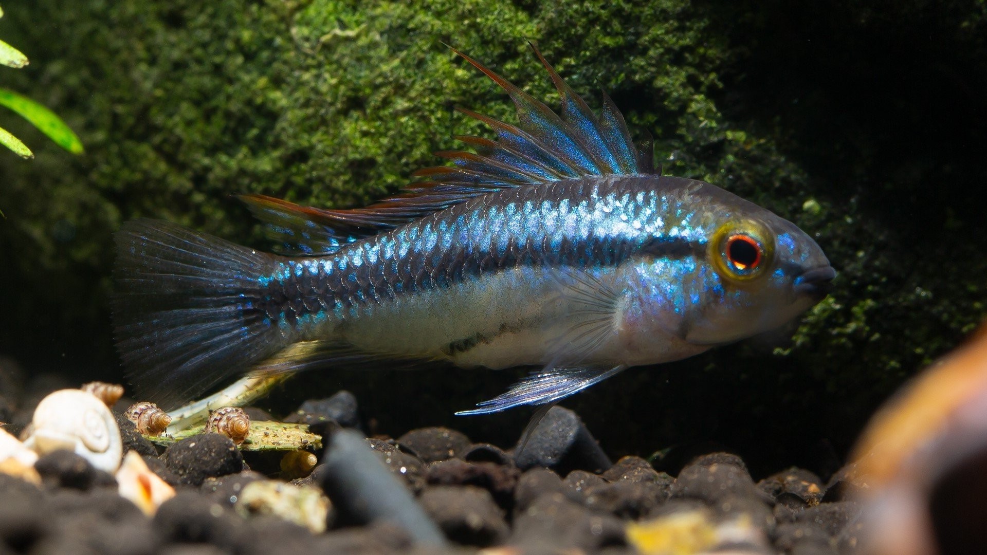 Three-Stripe Dwarf Cichlid: Habitat, Care, Aquarium Maintenance