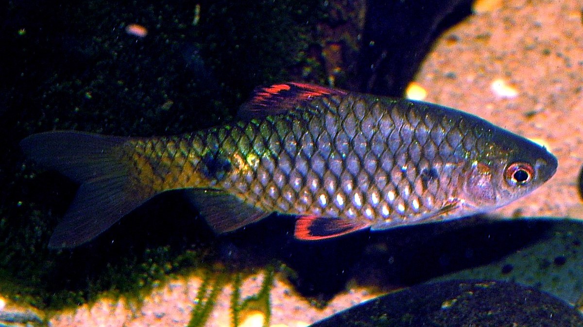 Tic-Tac-Toe Barb: Habitat, Care, Aquarium Maintenance