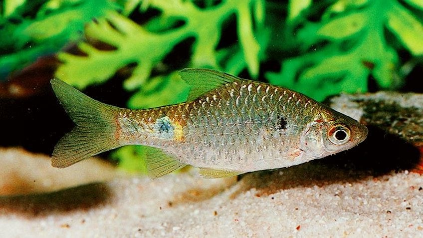 Ticto Barb: Habitat, Care, Aquarium Maintenance