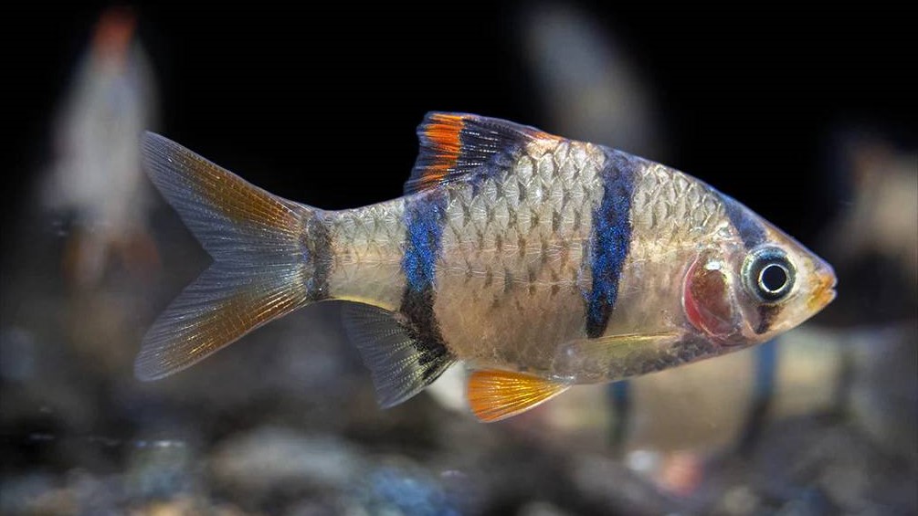 Tiger Barb: Habitat, Care, Aquarium Maintenance