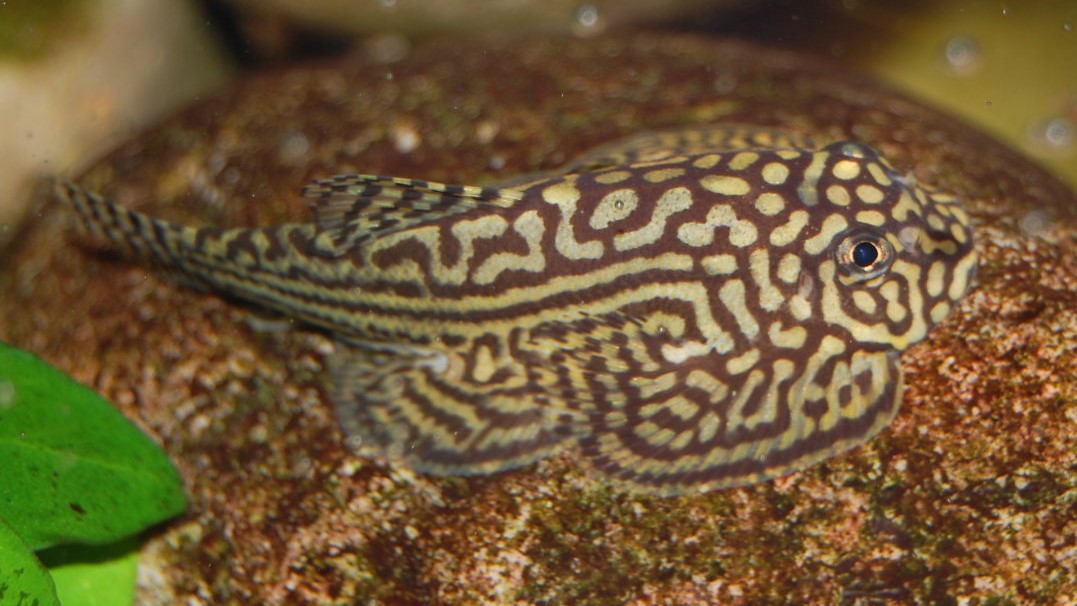 Tiger Hillstream Loach: Habitat, Care, Aquarium Maintenance