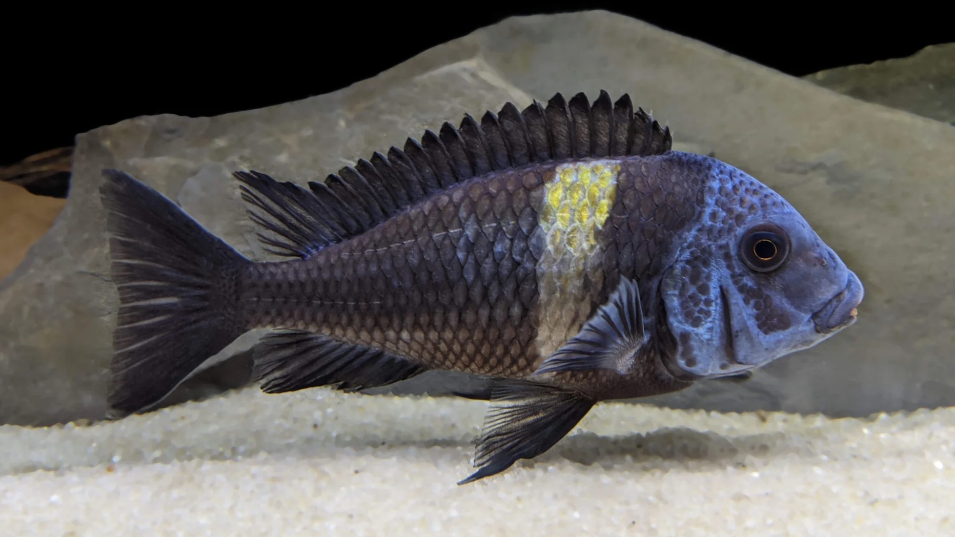 Tropheus Duboisi: Habitat, Care, Aquarium Maintenance
