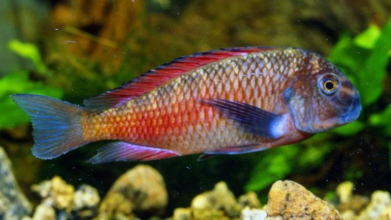 Tropheus Moorii: Habitat, Care, Aquarium Maintenance