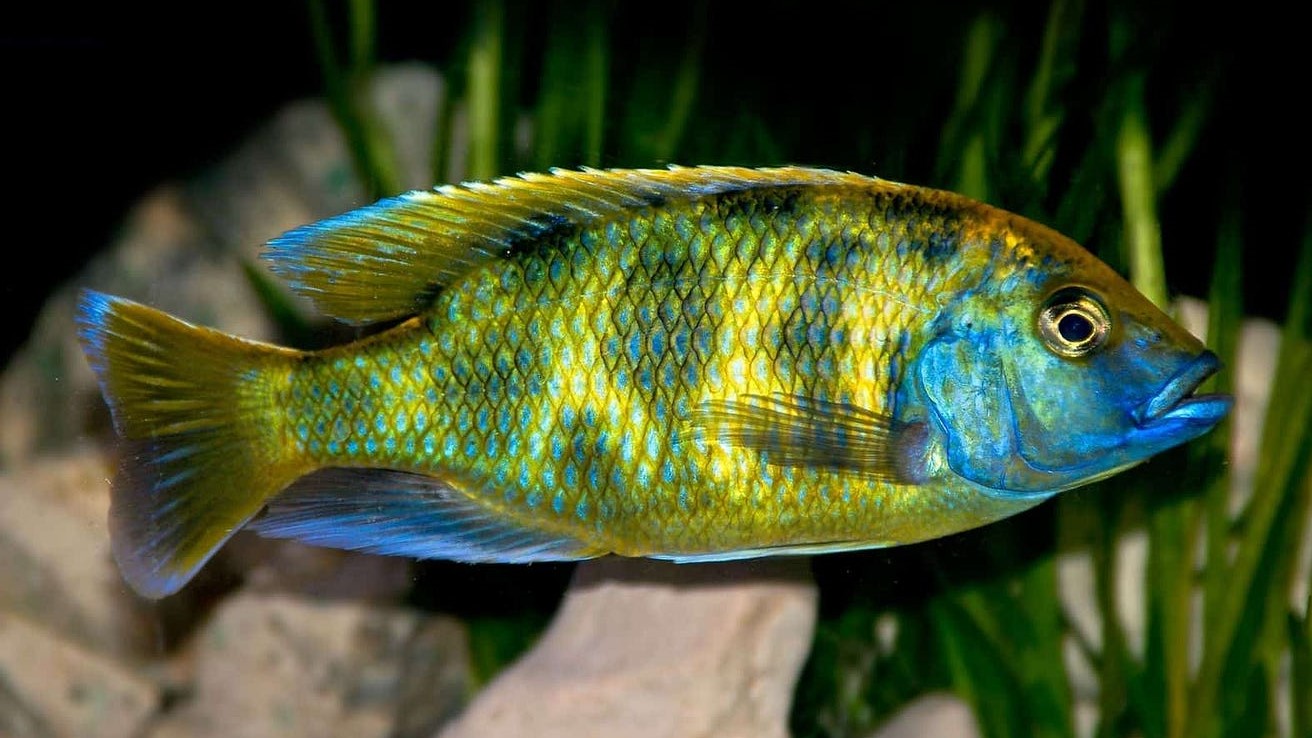 Venustus Cichlid: Habitat, Care, Aquarium Maintenance