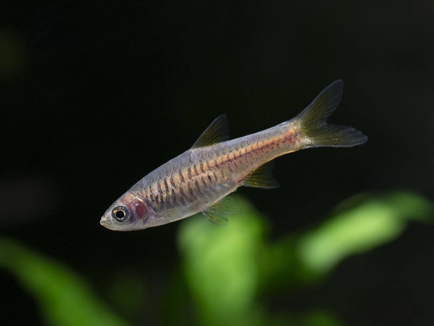 Volcano Rasbora: Habitat, Care, Aquarium Maintenance