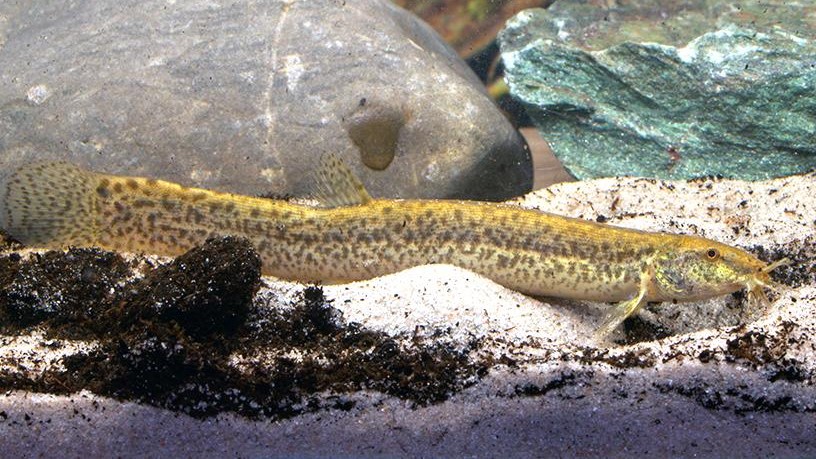 Weather Loach: Habitat, Care, Aquarium Maintenance