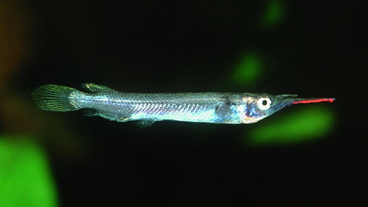 Wrestling Halfbeak: Habitat, Care, Aquarium Maintenance