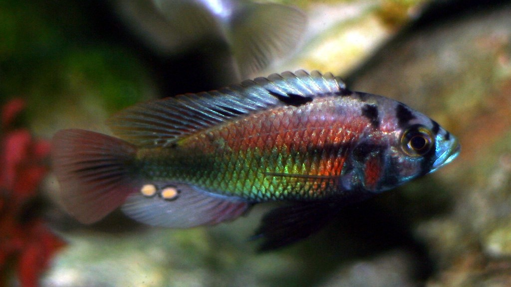 Xystichromis Phytophagus: Habitat, Care, Aquarium Maintenance