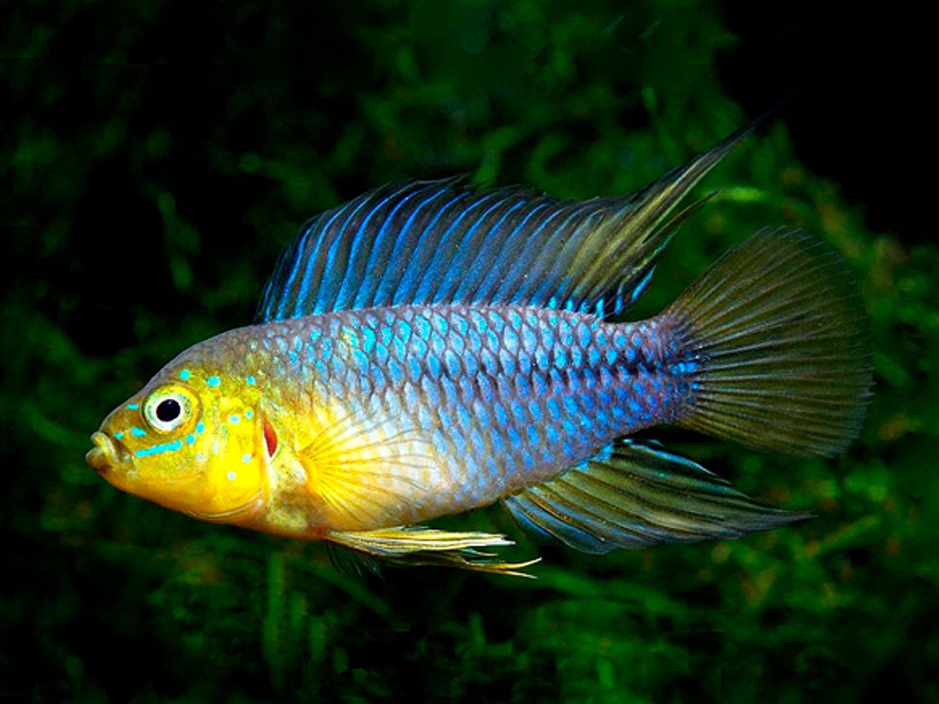 Yellow Dwarf Cichlid: Habitat, Care, Aquarium Maintenance