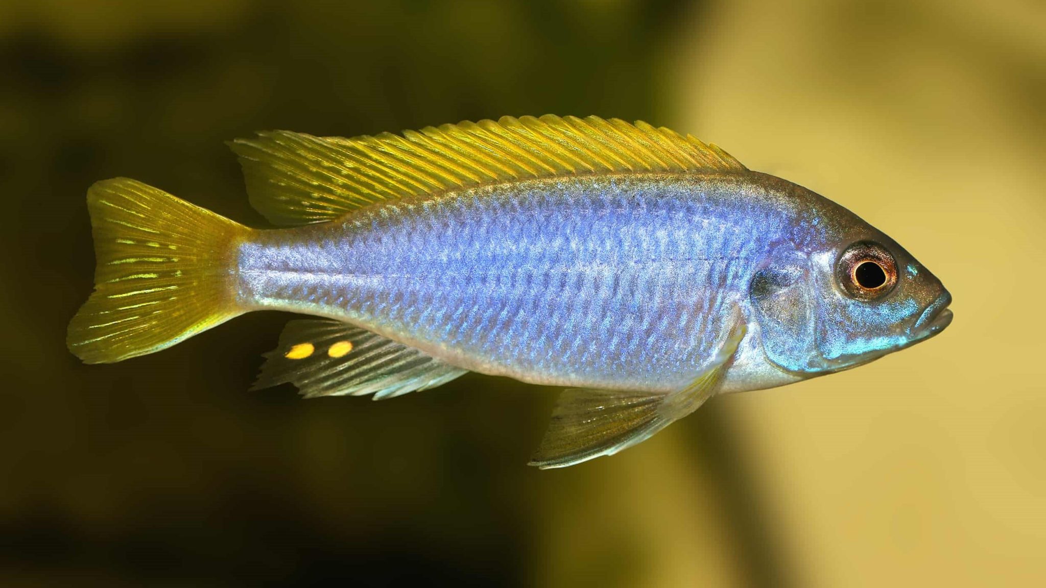 Yellow-Tail Acei: Habitat, Care, Aquarium Maintenance