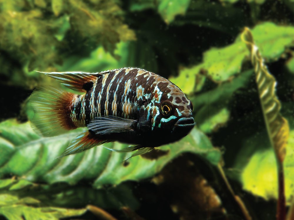 Zebra Acara: Habitat, Care, Aquarium Maintenance