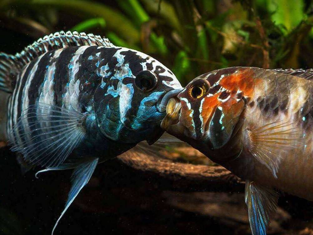 Zebra Acara: Habitat, Care, Aquarium Maintenance