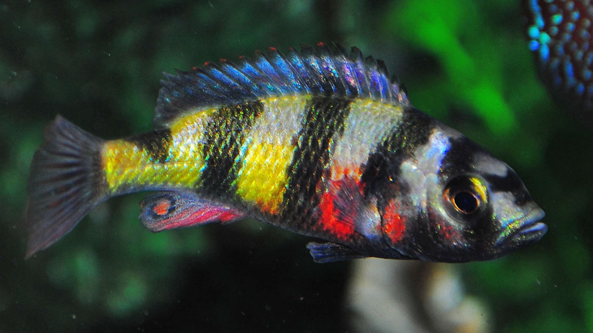 Zebra Obliquidens: Habitat, Care, Aquarium Maintenance